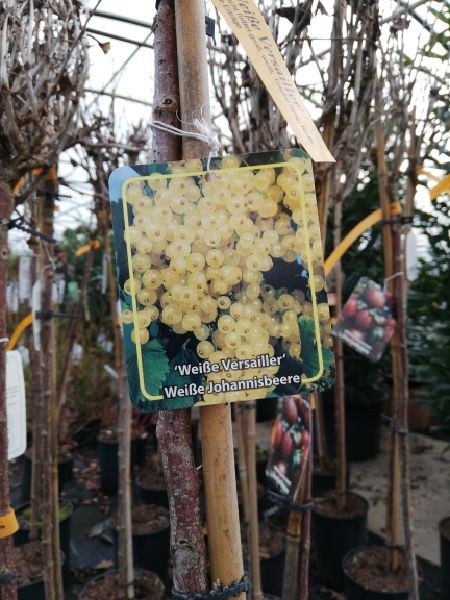 Ribes sativum 'Weiße Versailler' :: Baumschule Schröder